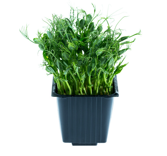 Žirnių daigai, indelyje, 100 g, MIKROŽALUMYNAI | Officeday